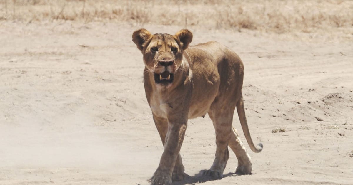 Knuthenborg Safaripark afliver nyligt ankommet løve fra Ukraine ...
