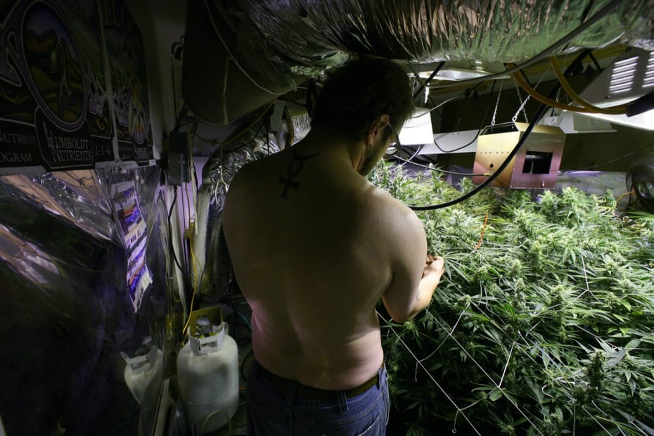 Serie: medicinsk cannabis | Information