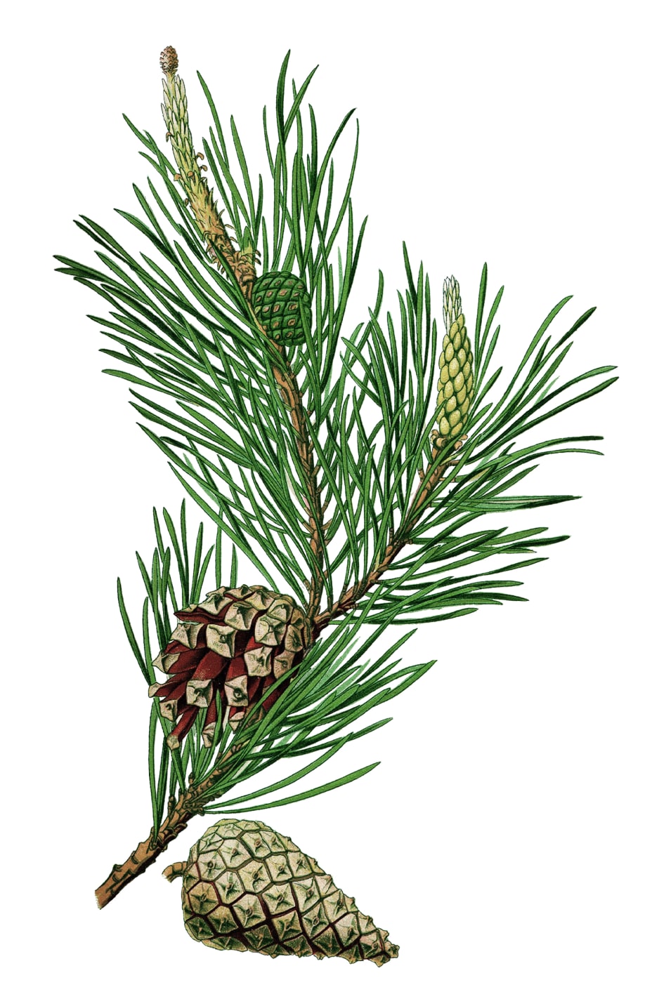 »Skovfyr er ikke sat i verden for at være venlig. Det er den bare. Det er dens karakter ...