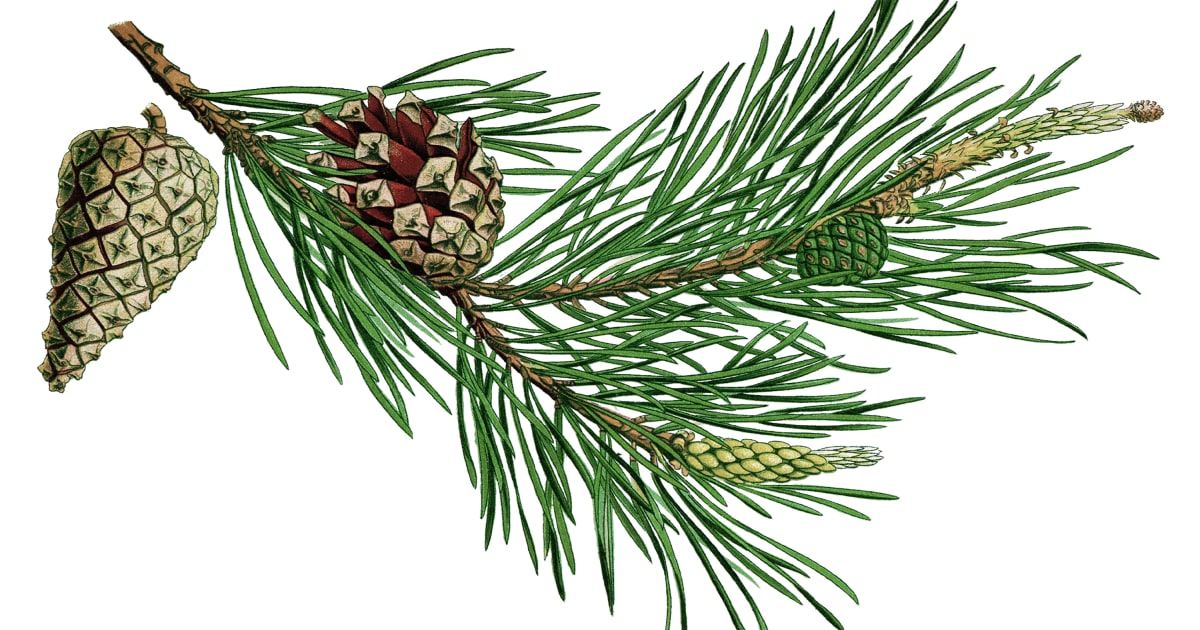 »Skovfyr er ikke sat i verden for at være venlig. Det er den bare. Det er dens karakter ...